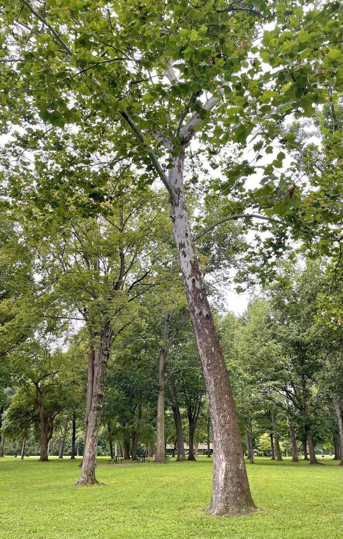 American Sycamore | CMP Tree Selection Tool